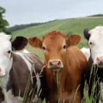 Our Branches - CVS Farm Vets